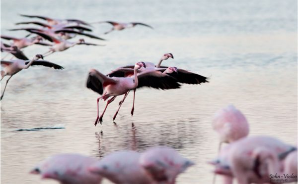 Cerebos Cares – Cerebos