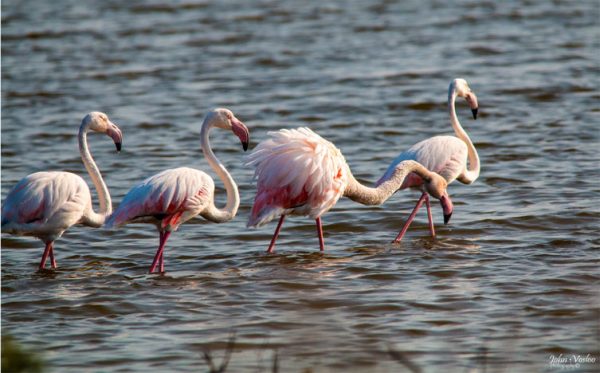 Cerebos Cares – Cerebos